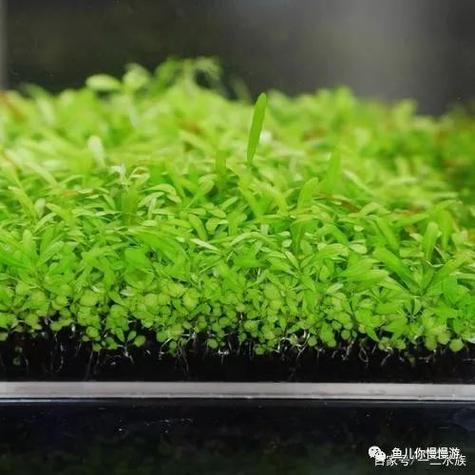 水草种子正确种植方法(步骤图解)截图