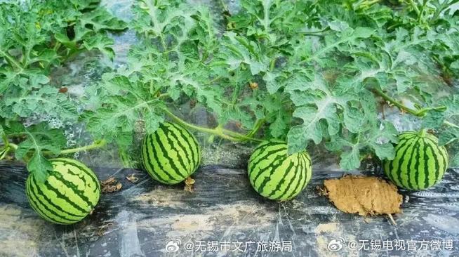 西瓜喜欢干旱还是水