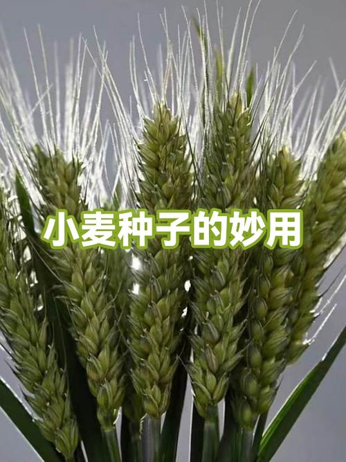 前十名小麦种子