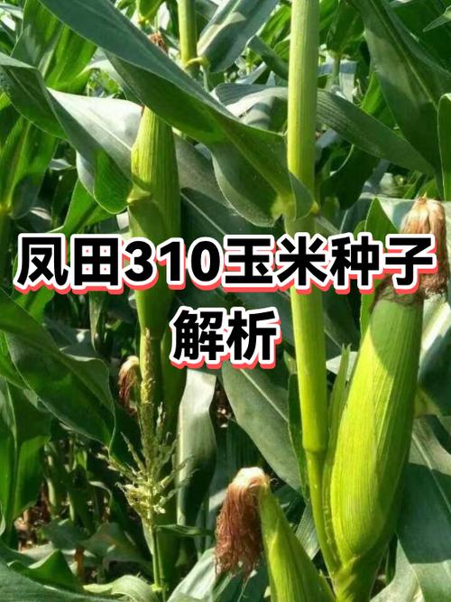 种子解析器安卓app图标
