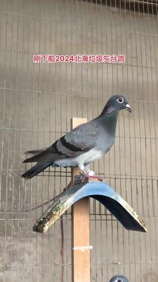 台湾十大鸽系图标