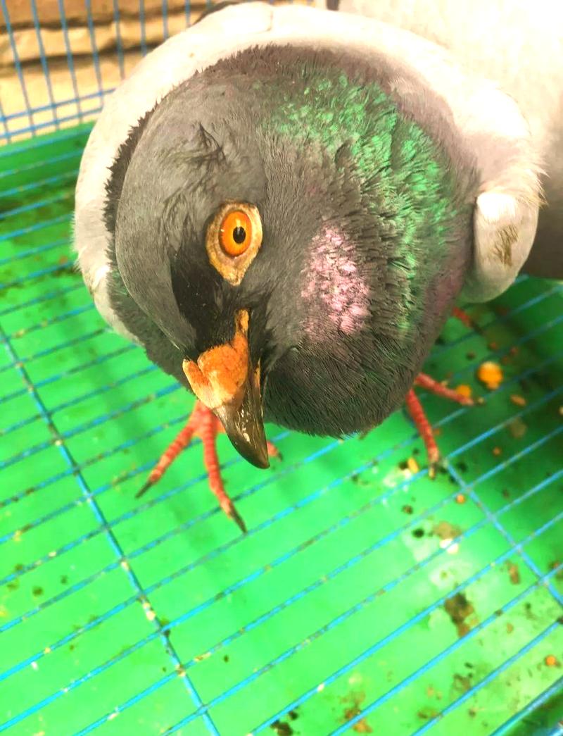 鸽子转脖子吃什么药图标