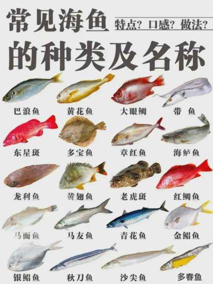 各种海鱼名称及图片图标