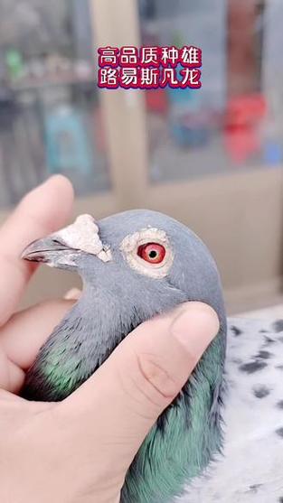 凡龙鸽子的特点特征图标