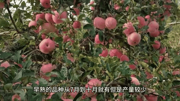 水果旺季淡季时间表图标