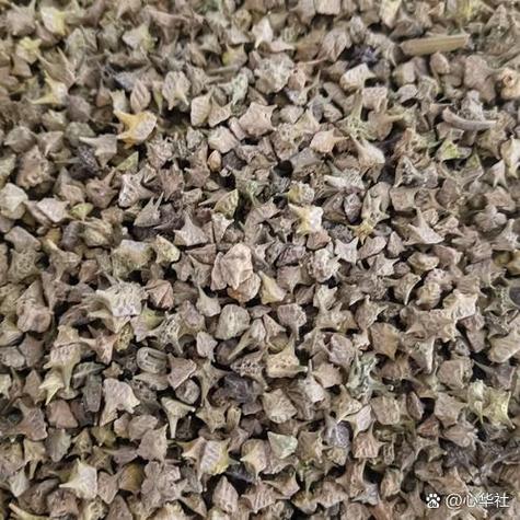 荆棘蒺藜图标