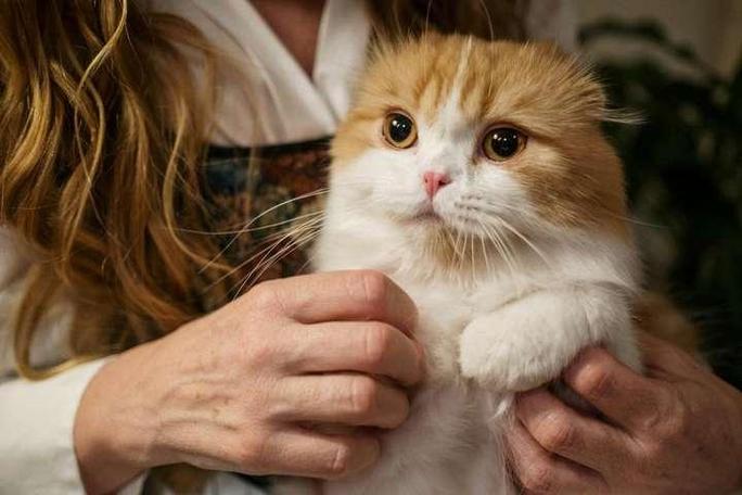 养猫 知乎