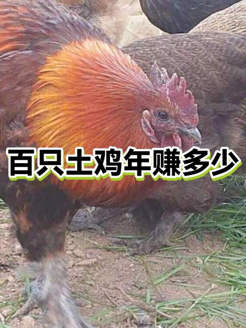 养100只鸡一年能赚多少钱图标