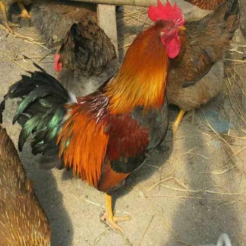 红公鸡苗多少钱一只图标