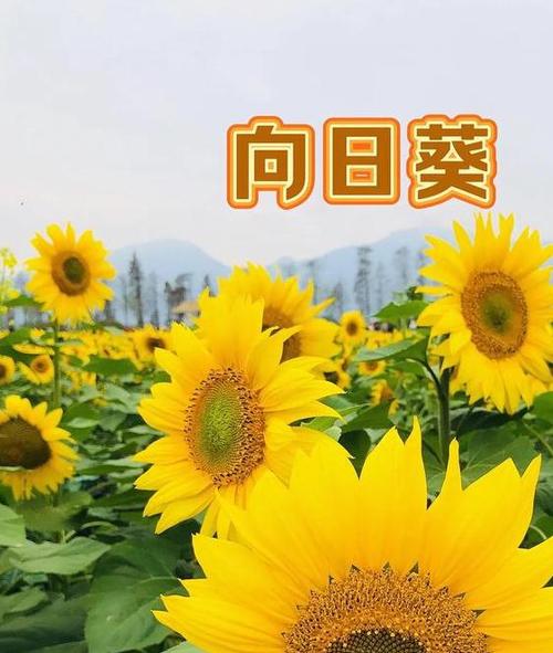 向日葵视频的优缺点截图