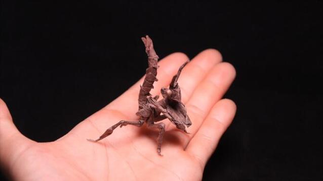 5秒折一只龙螳螂图标