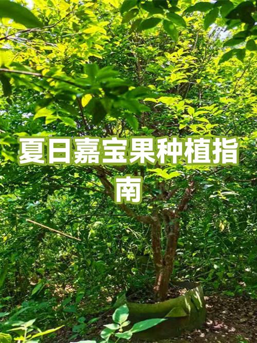 嘉宝果树怎么种截图