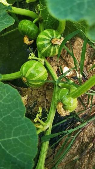 爬地南瓜的种植技术图标