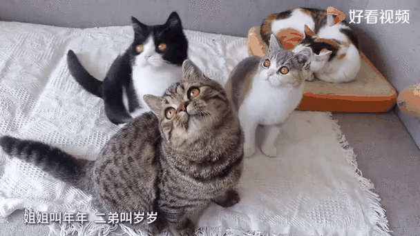 一个人养三只猫