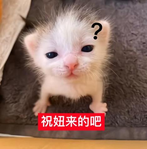 奶萌表情包截图