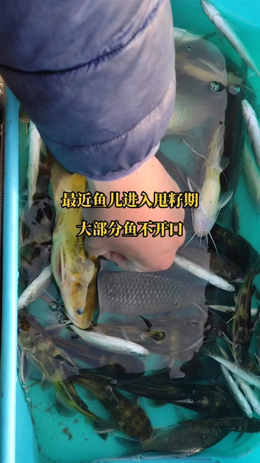 鱼甩籽是什么时候截图