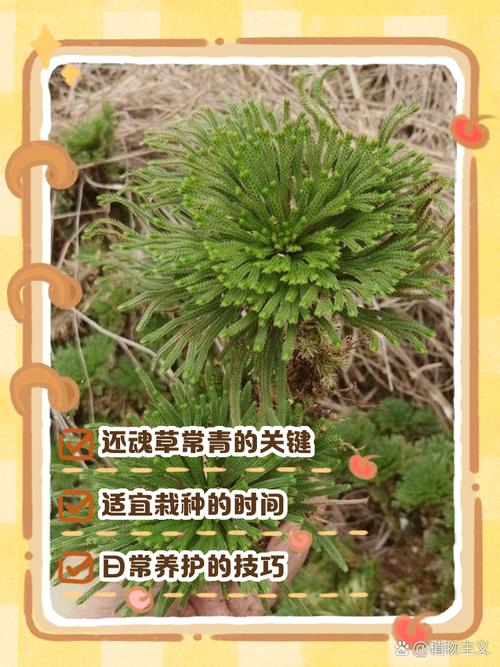 还魂草怎么养才能常青截图