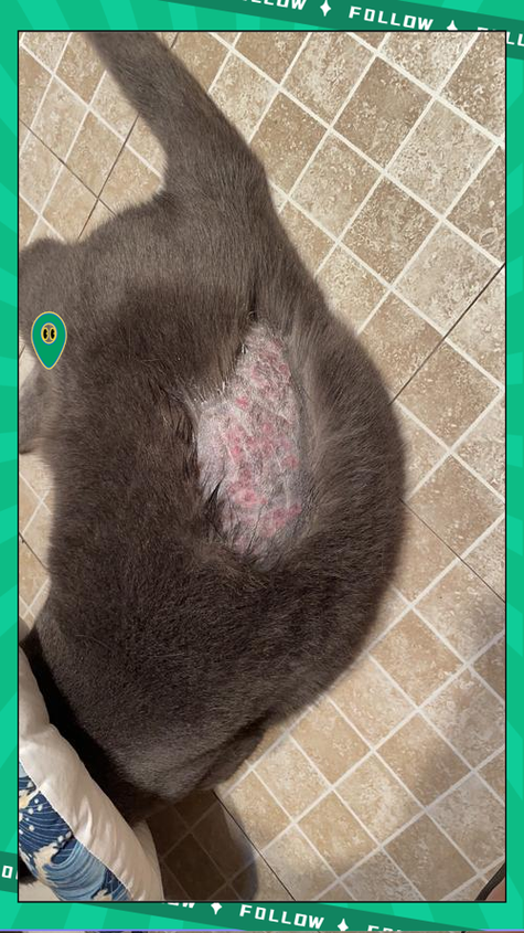 猫癣是什么样的图片图标