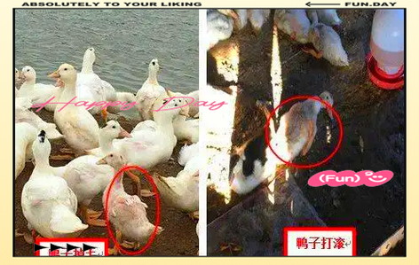 黄病毒治疗方法图标