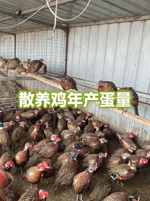 散养土鸡一年下多少蛋