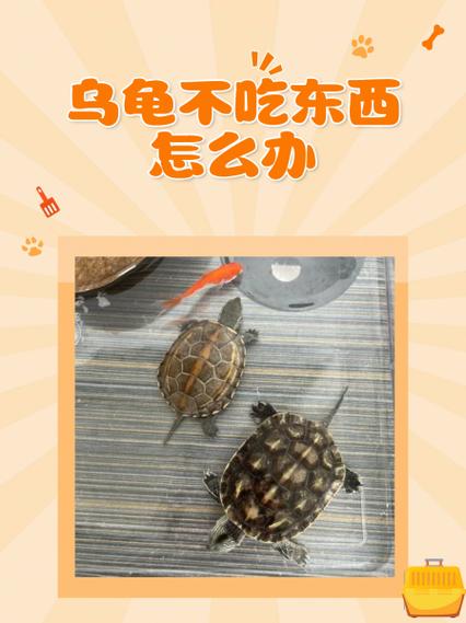 小乌龟突然不见了怎么办截图