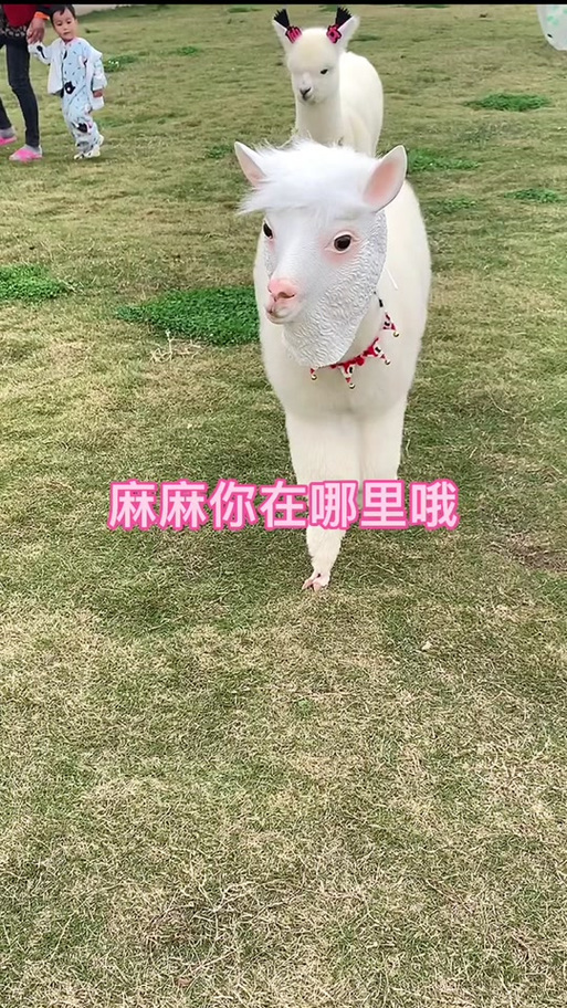 羊驼先生梗图标