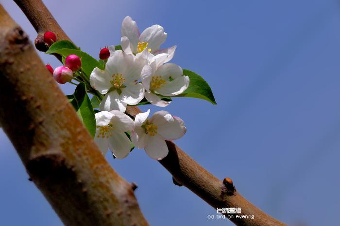 虚化处理图标