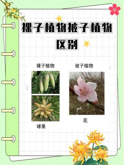 水晶兰是被子植物还是裸子植物截图