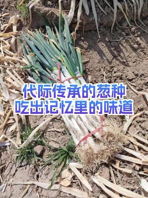 种葱视频教程截图