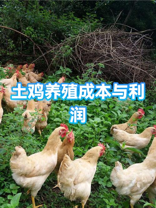 养殖土鸡成本与利润
