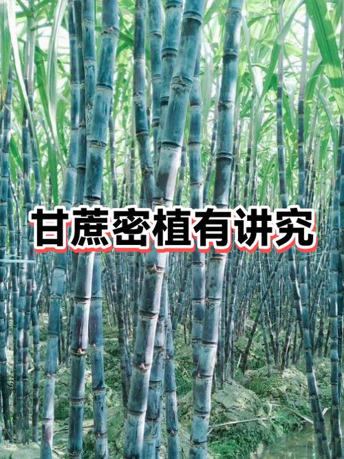 甘蔗种子怎么种植图标