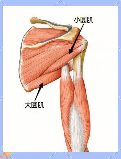 健身哪里最难练图标