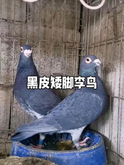 黑皮鸽子
