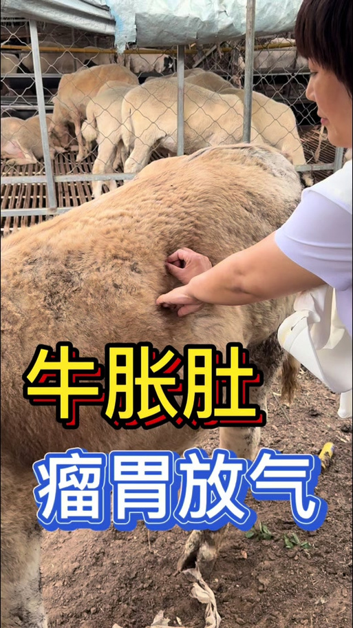 牛瘤胃胀气的原因及治疗方法截图