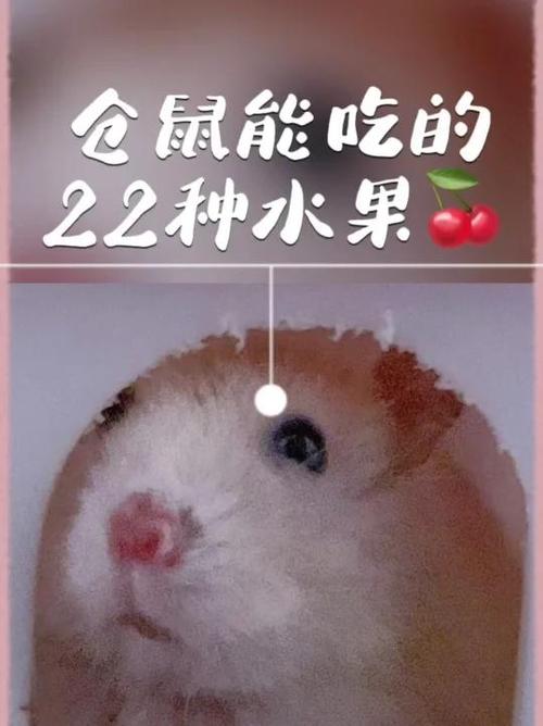 仓鼠可以吃橘子吗图标