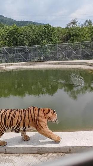 五只老虎抓鸭子图标
