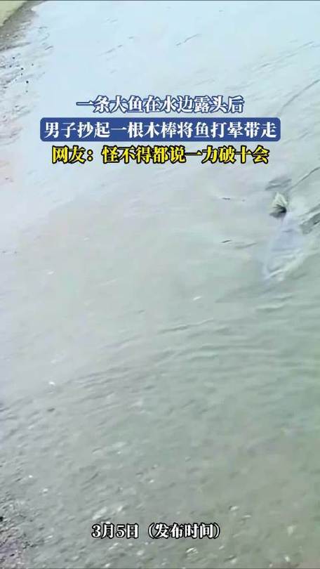 大鱼新闻截图