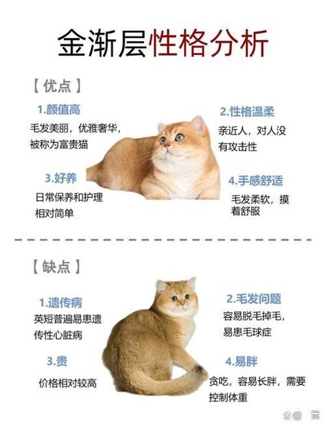金渐层猫的性格特点图标