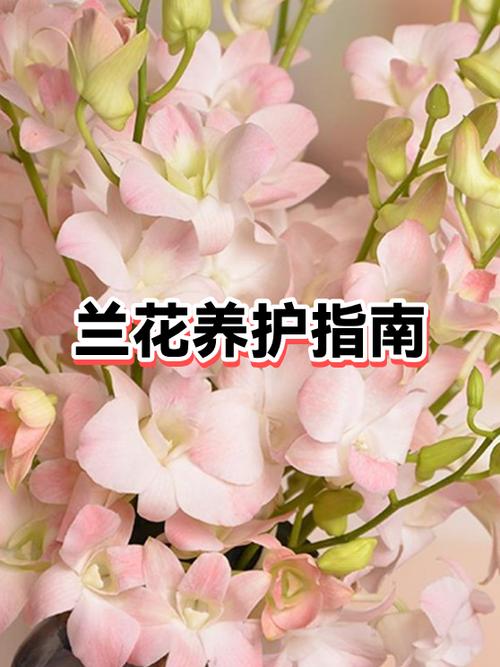 兰花水培好还是土养好