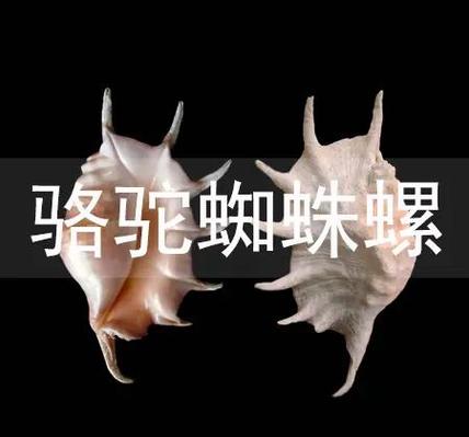 螺壳破了会自动修复吗截图