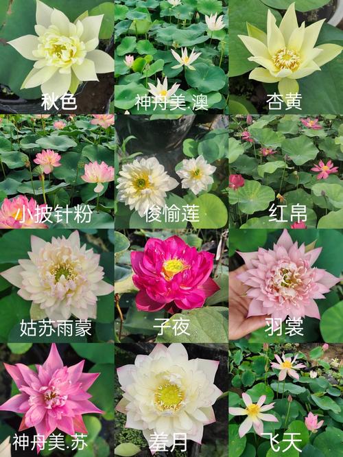 王雄荷花最建议买的三个品种图标