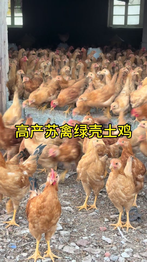 正宗苏禽鸡图片图标