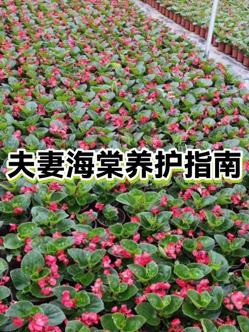海棠怎么不开花图标