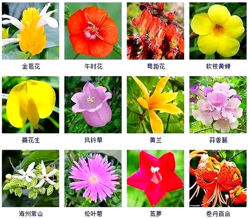 菊花繁星攻略