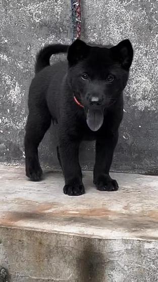 乌黑犬能长多大图标