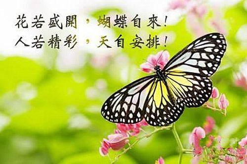 iqoo壁纸自动更换图标