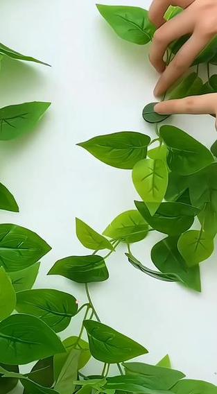 绿萝怎么固定在墙上好看