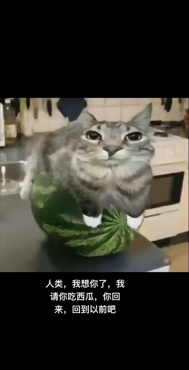 仙狐 西瓜猫图标