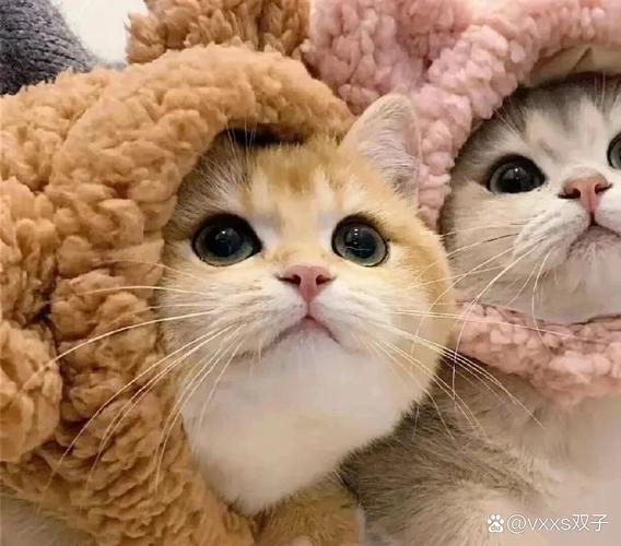 四人闺蜜网名可爱带猫图标