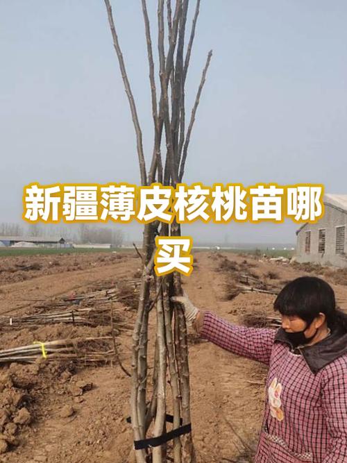 核桃树苗批发基地图标